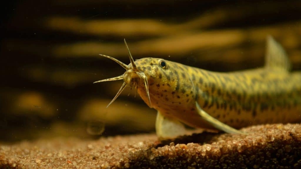 Misgurnus anguillicaudatus - Pagina 3 di 7 - Acquariofilia Facile