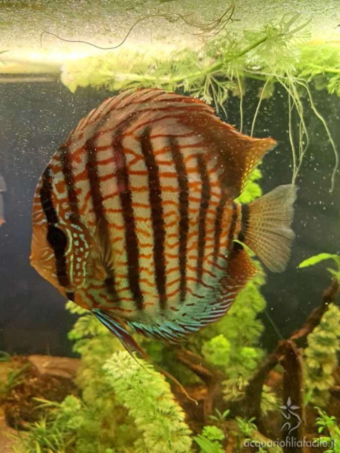 Discus, il re dell'acquario tropicale - Acquariofilia Facile