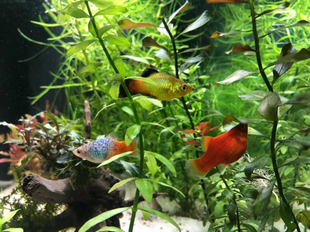 La genetica dei platy - Acquariofilia Facile