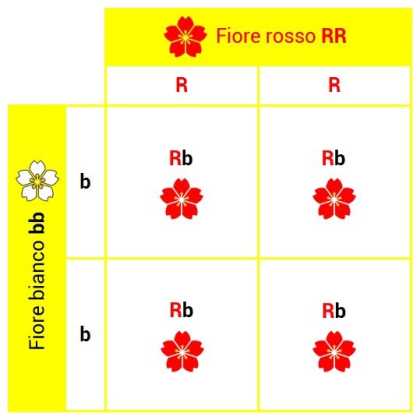 La genetica dei platy - Acquariofilia Facile